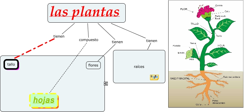Las plantas